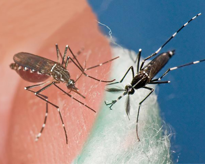 Terapi Demam Berdarah | Infus & Perawatan Holistik di BSI